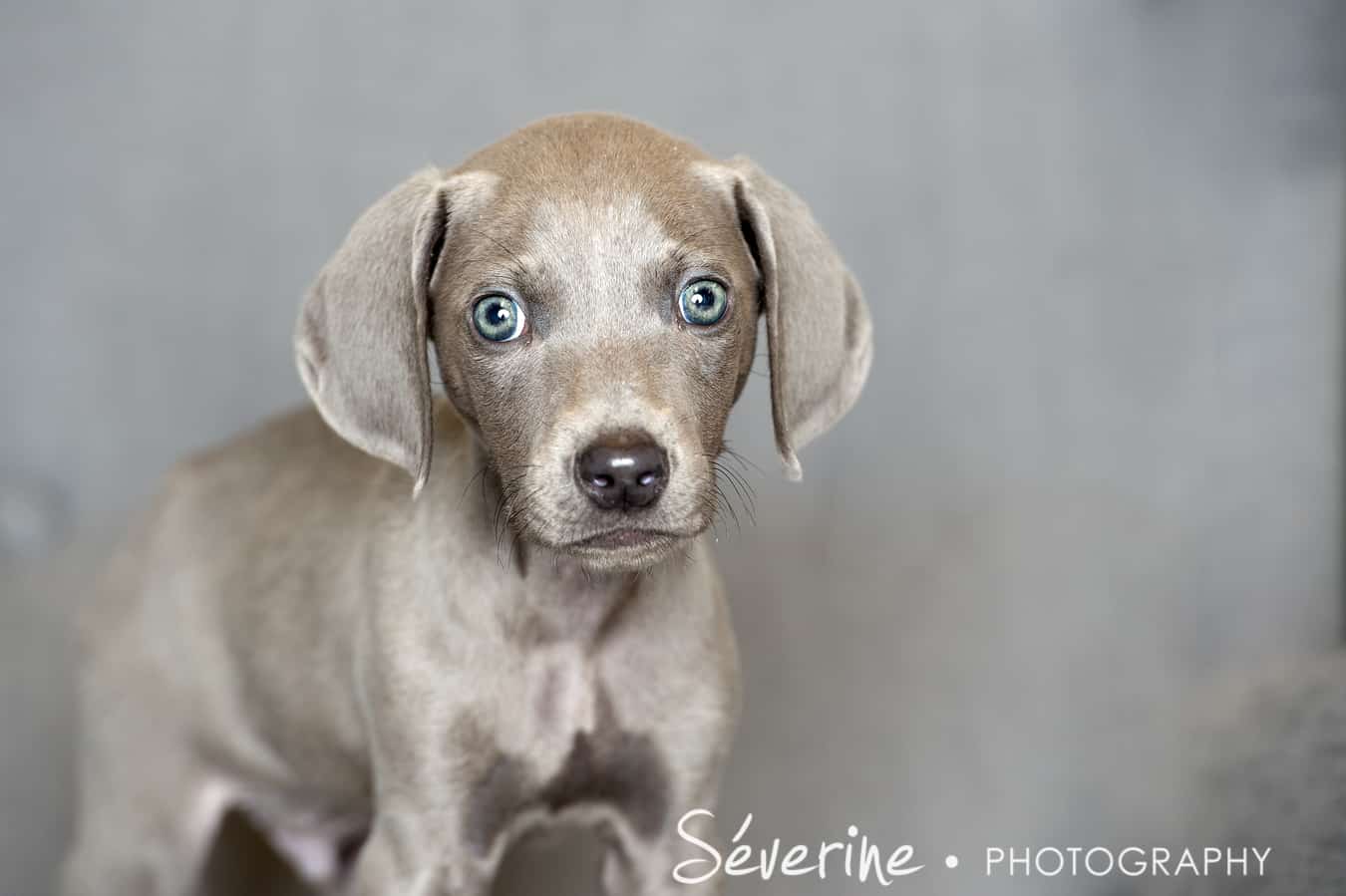 Puppy Weimaraner | Pet Photography - Séverine Photography